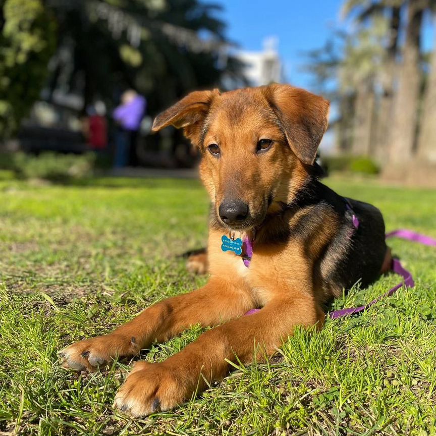 Милейшая немецкая овчарка собака в добрые руки