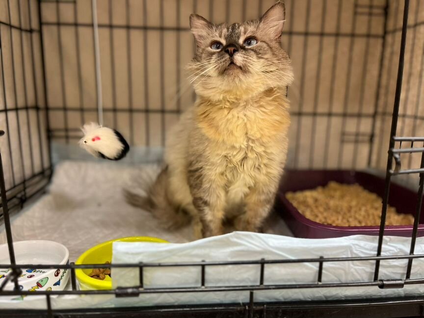 Коты в добрые руки