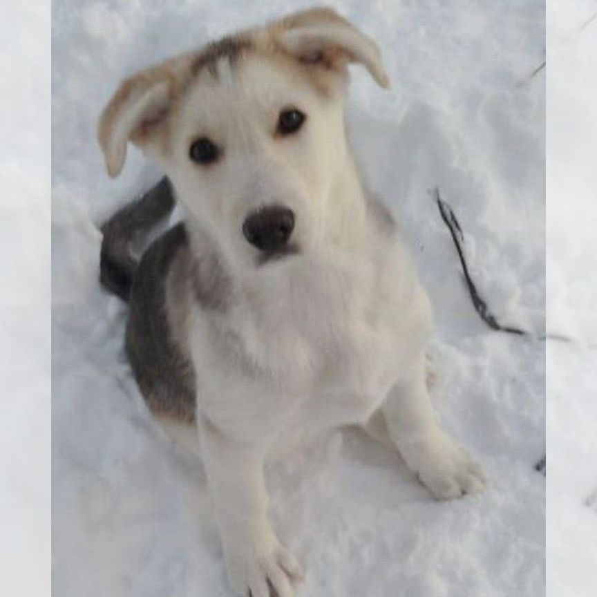 Щенок в добрые руки