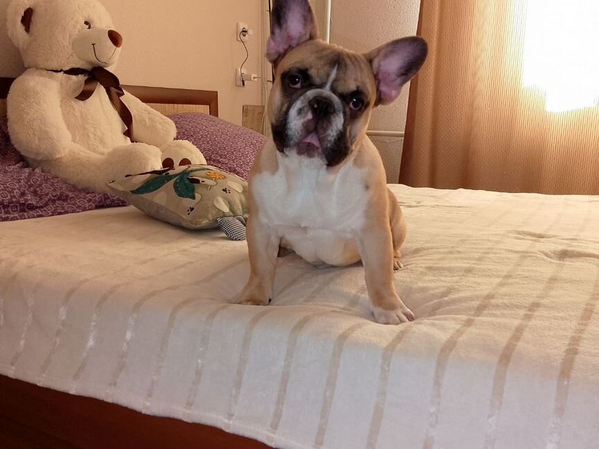 Французский бульдог