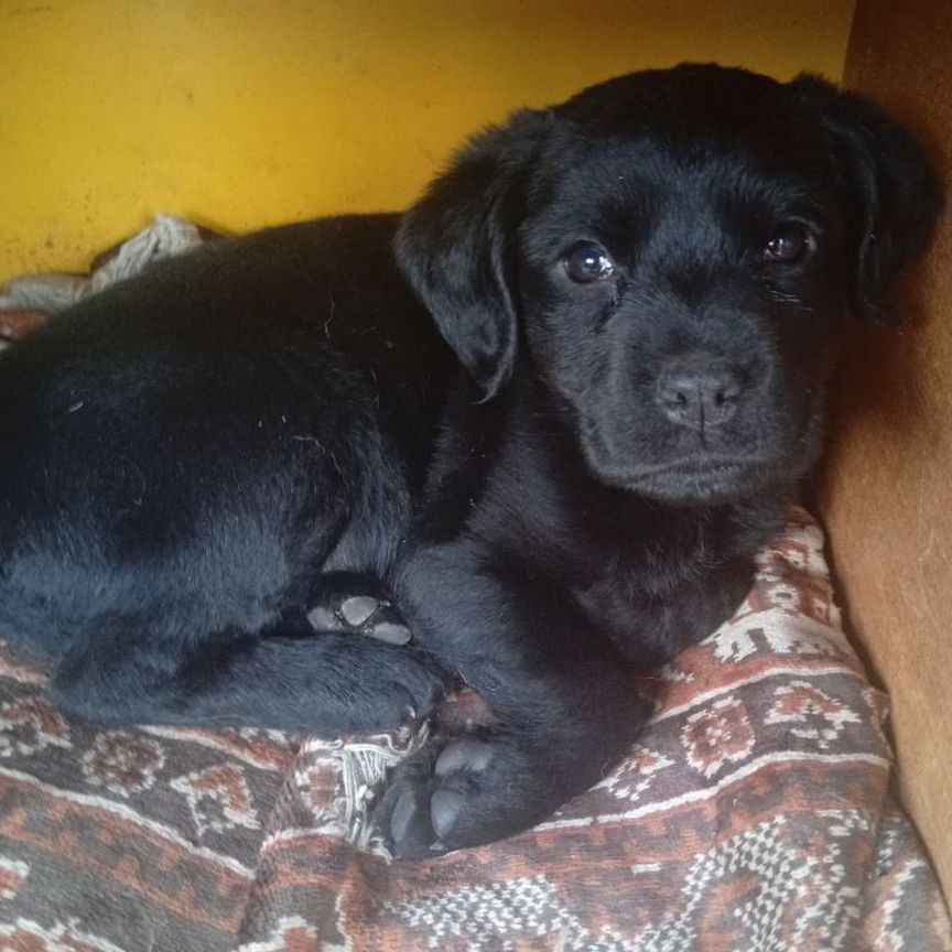 Лабрадор-ретривер, щенок