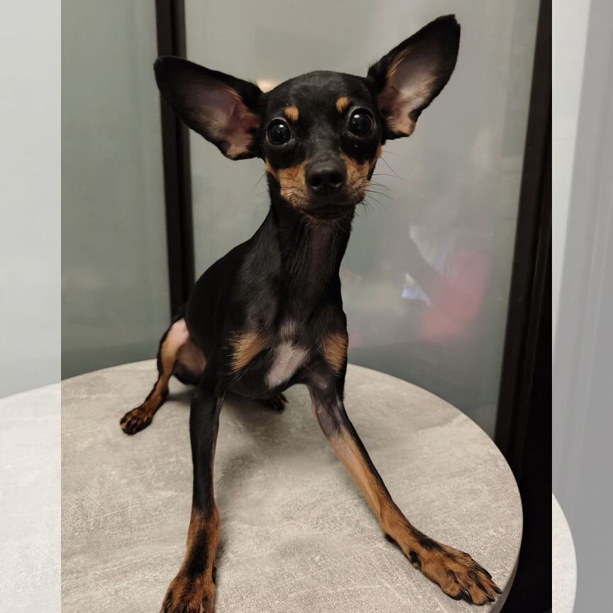 Русский той-терьер, щенок