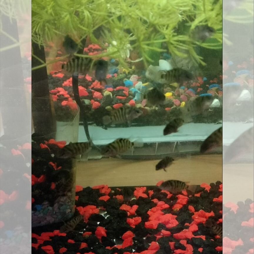 Полосатая цехлозома