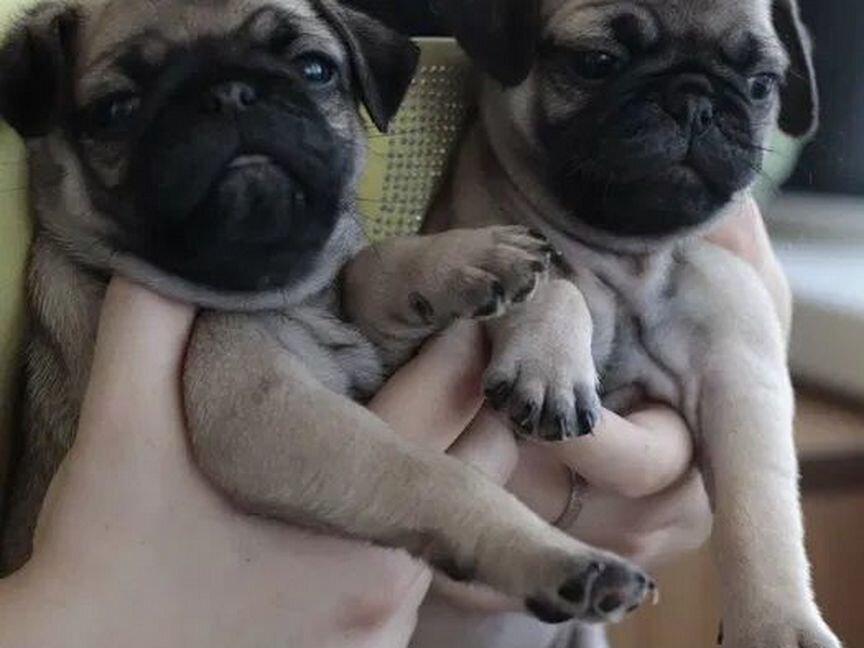 Щенки мопса