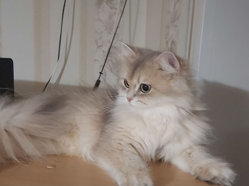 Британские красавицы