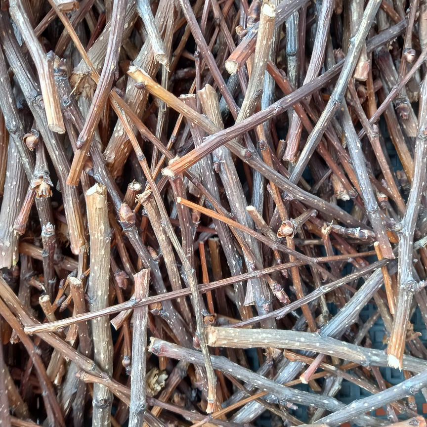 Веточки для грызунов