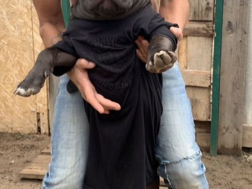 Американский булли