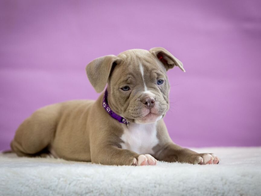 Американский булли покет щенки