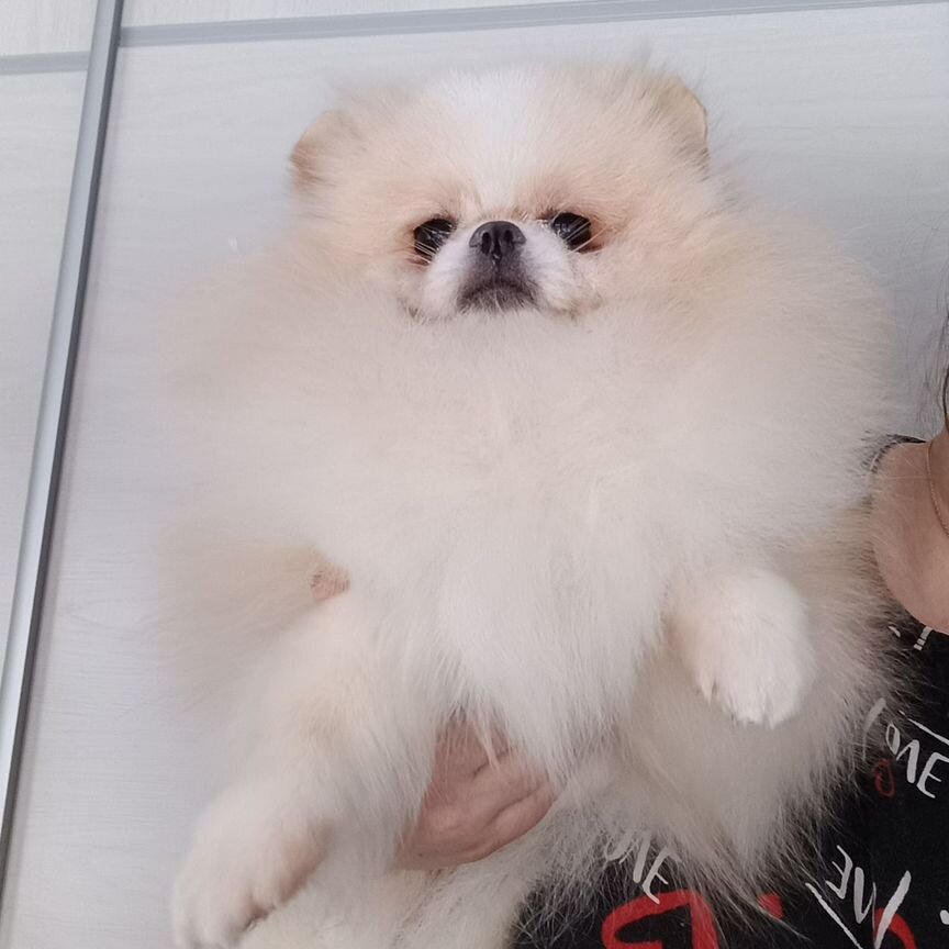 Померанский шпиц, взрослая собака