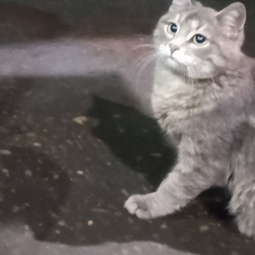 Васька, кошечка