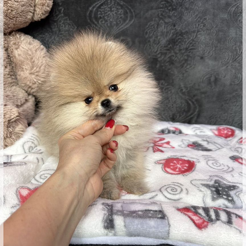 Супер мини мишка шпиц