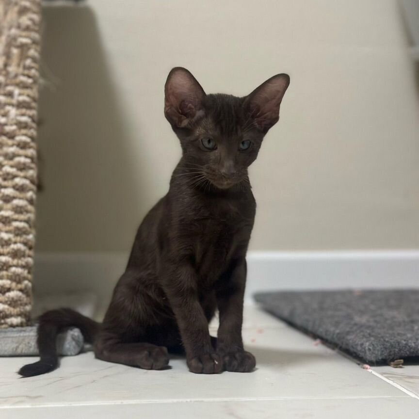 Ориентальные котята