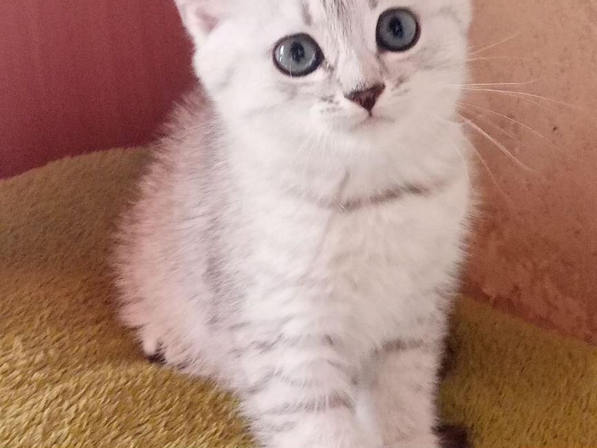 Британская шиншилла девочка