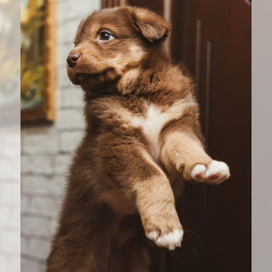 Щенок в добрые руки