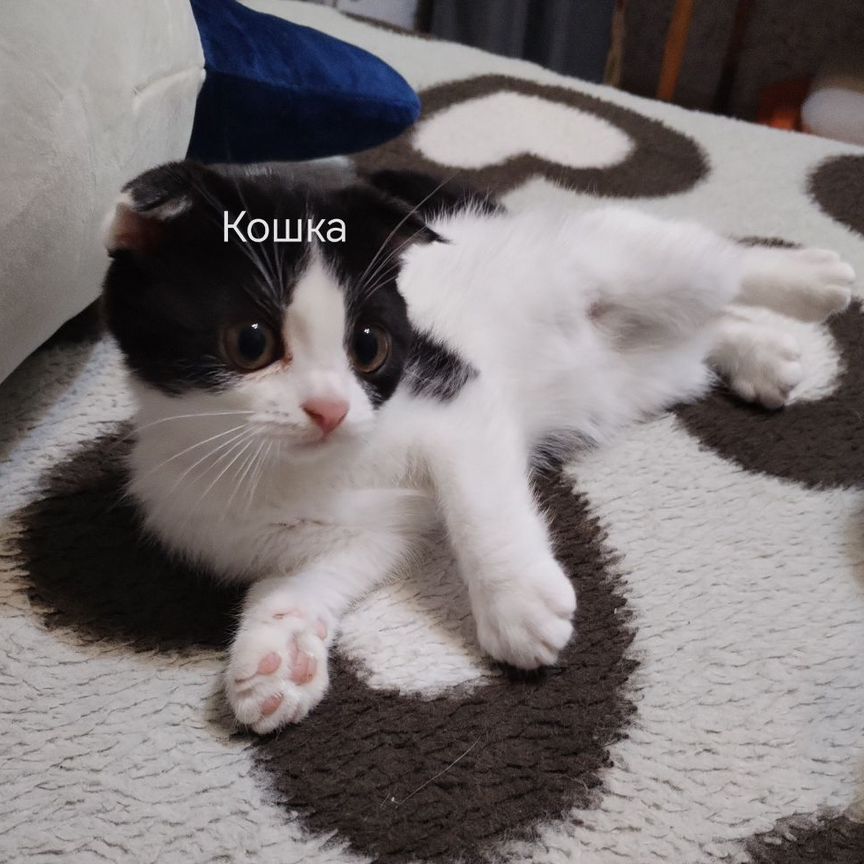 Котёнок в добрые руки