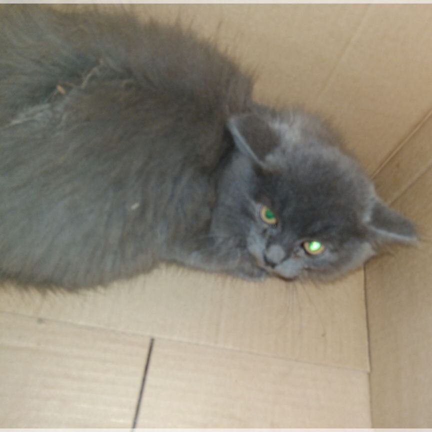 Котенок мальчик около 3 месяцев