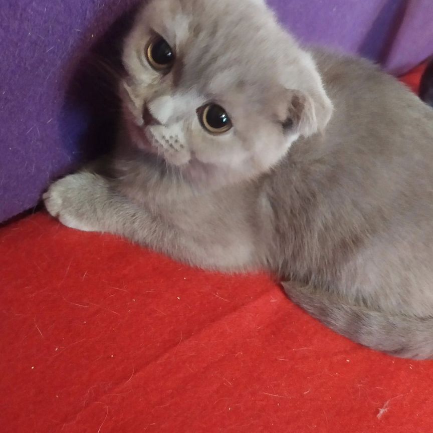 Шотландские