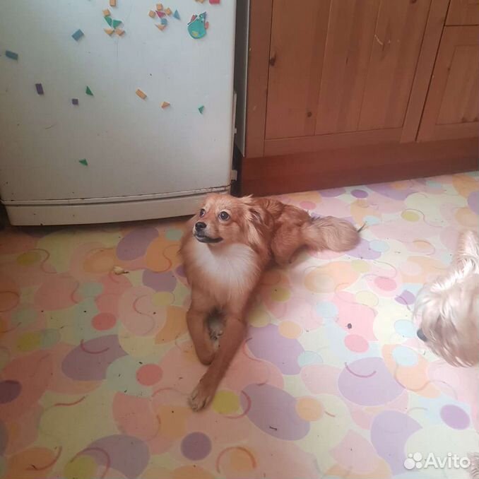 Китайская собачка Аки