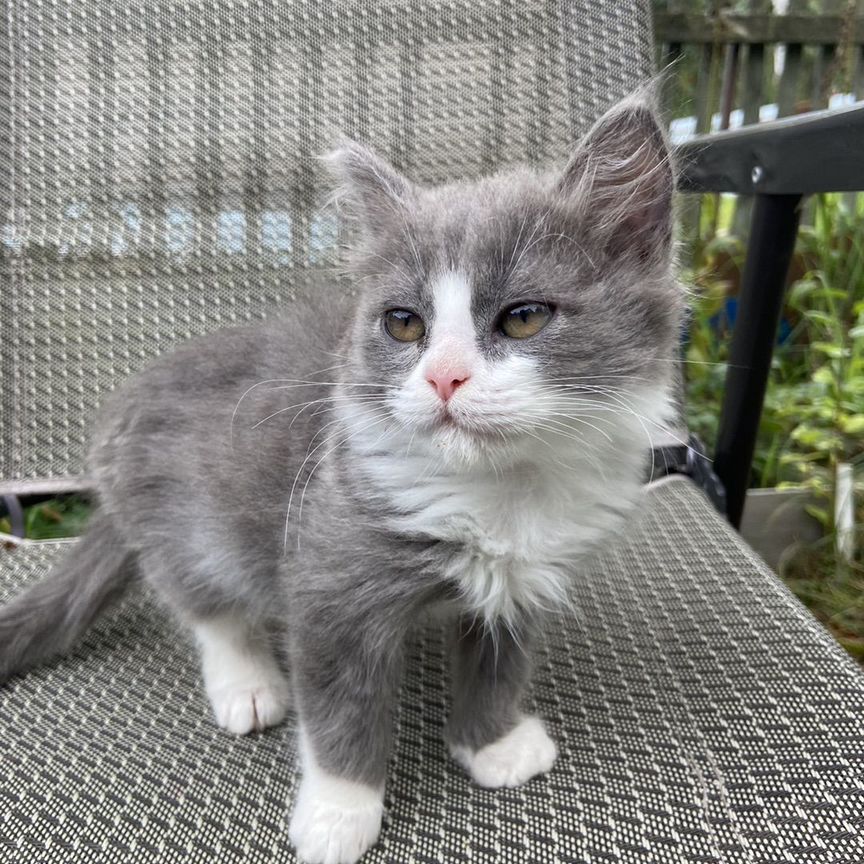 Отдам котят, серый мальчик, трехцветная девочка