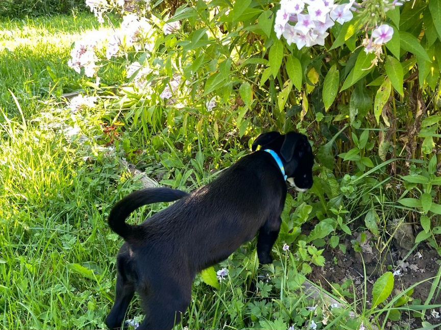 Маленькая собака в добрые руки бесплатно