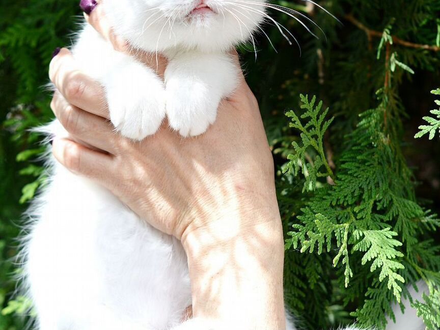 Британские котята