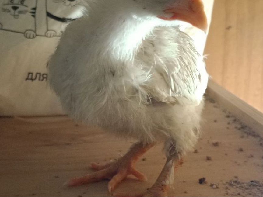 Цыплята несушки подрощенные