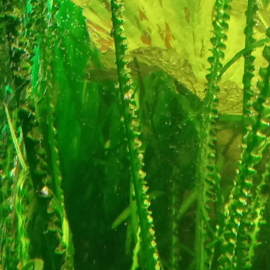 Аквариумные растения