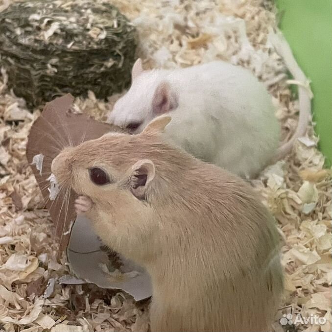 Монгольская песчанка