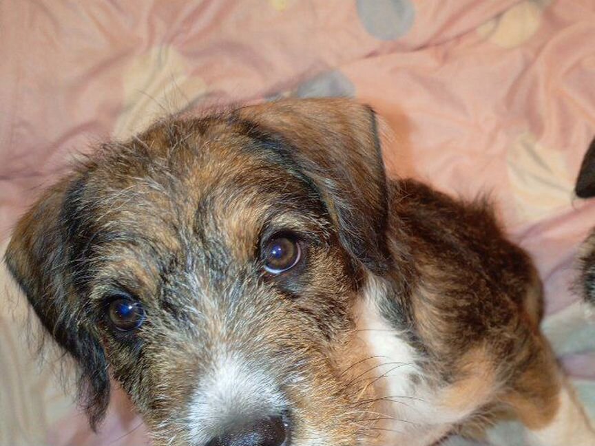 Отдам собачку