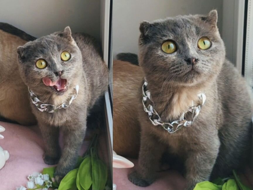 Шотландский вислоухий котёнок девочка