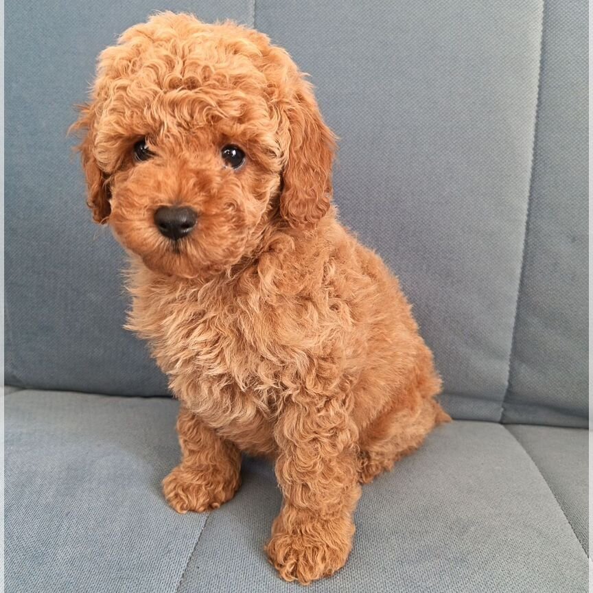 Той-пудель, щенок