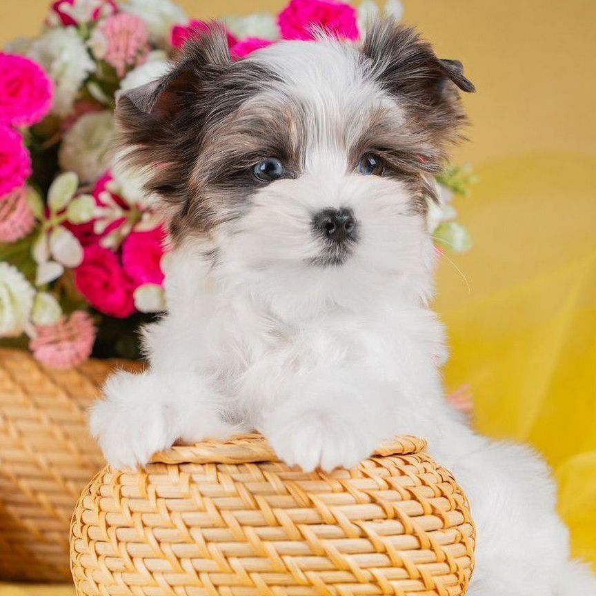 Йоркширский терьер, щенок