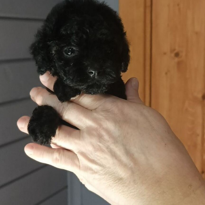 Той-пудель, вязка