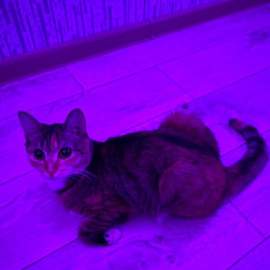 Кошечка в добрые руки бесплатно