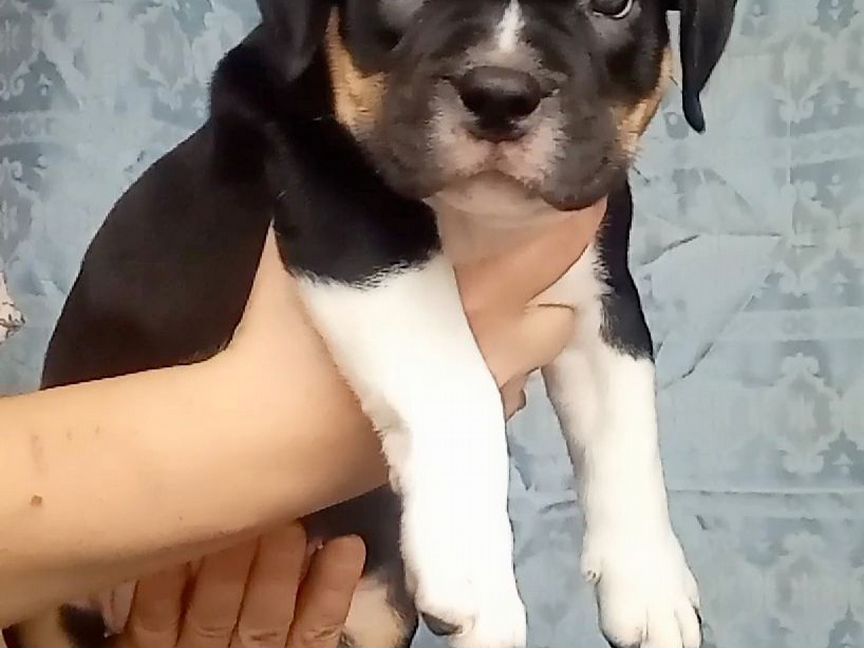 Американский булли окрас черный трик