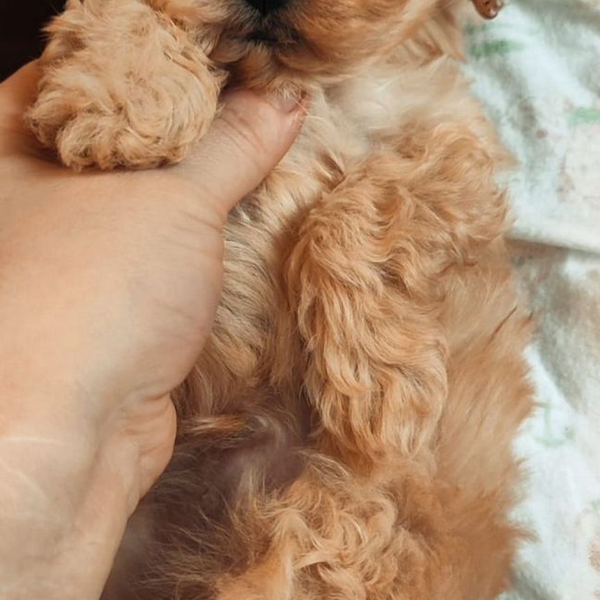 Мальтипу ф1 мини подарочки к Новому году