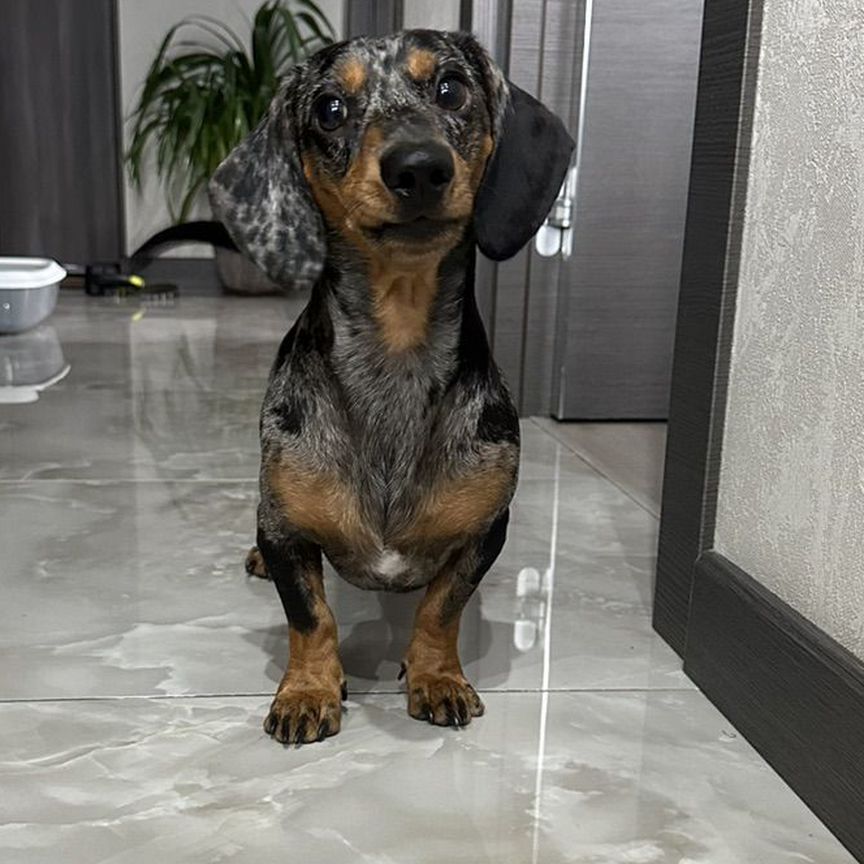 Мраморная такса вязка