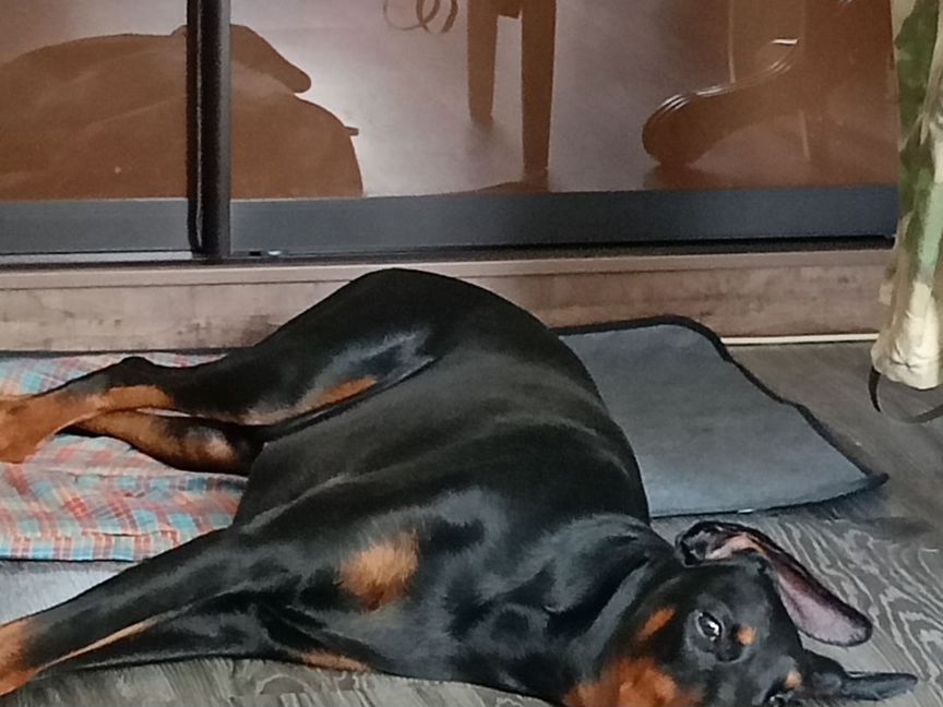 Вязка собак доберман