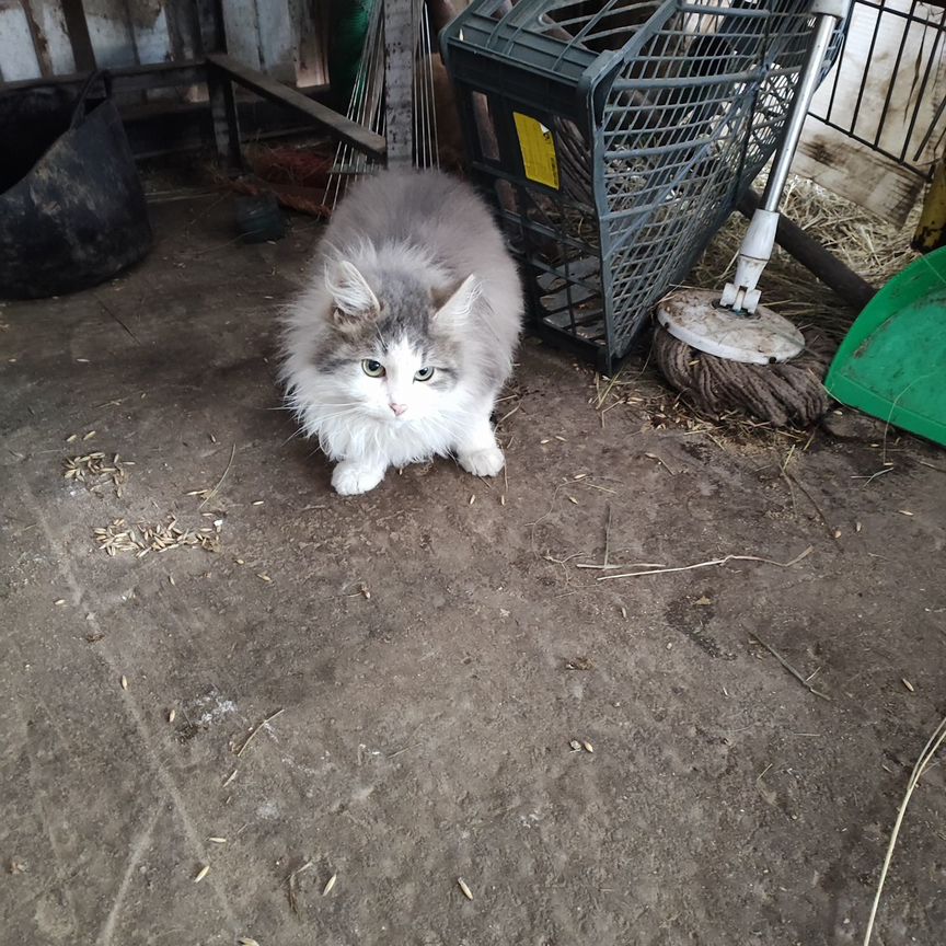 Отдам котёнка в хорошие руки