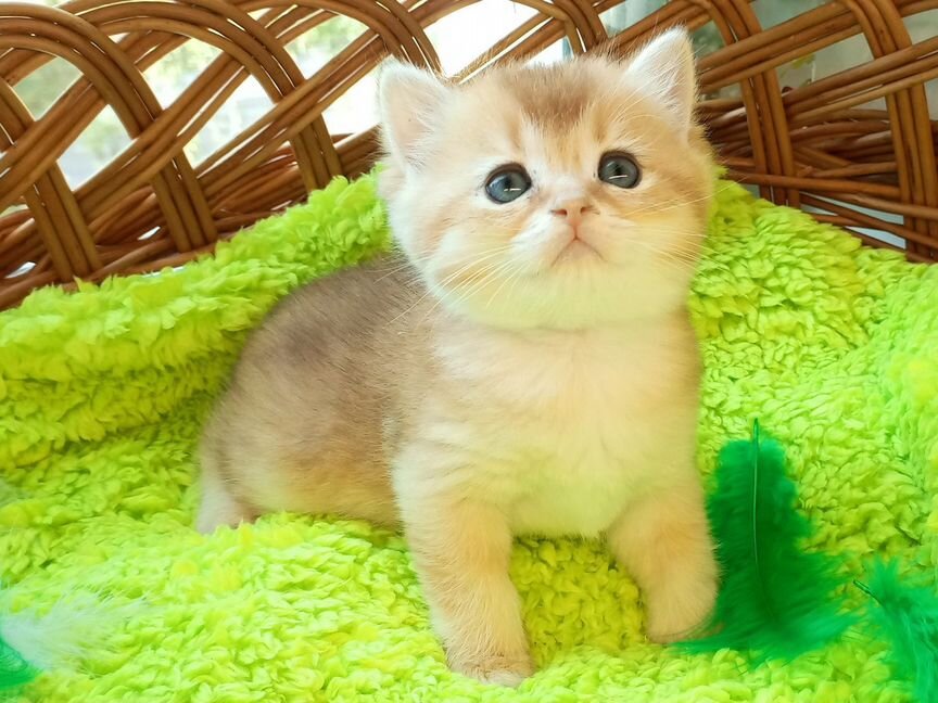 Котята Золотая шиншилла