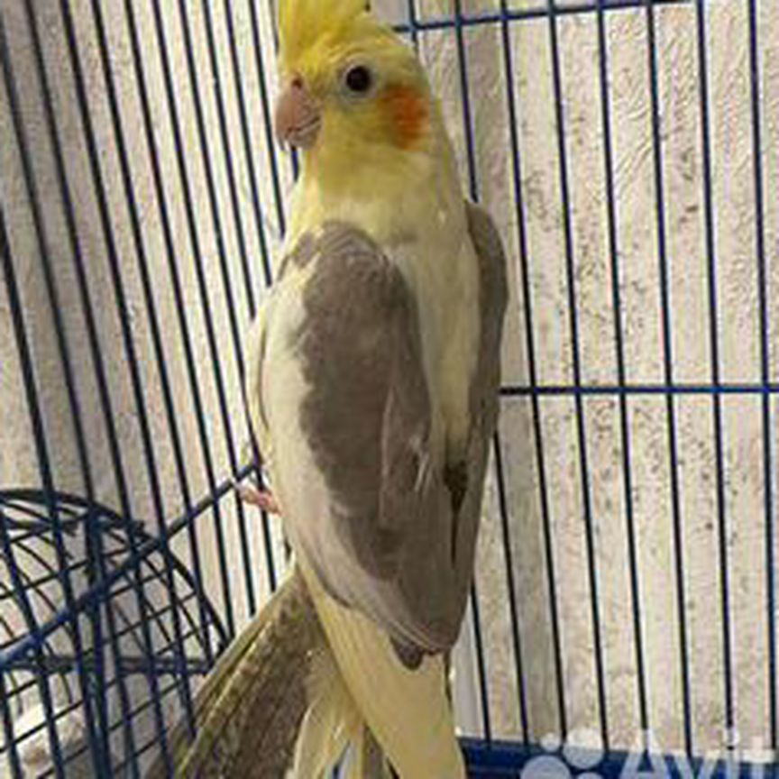 Попугай Корелла парами и одна самка