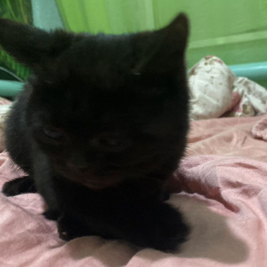 Котёнок,сеамский