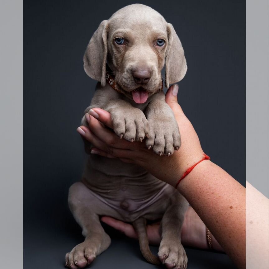 Щенки Веймаранера