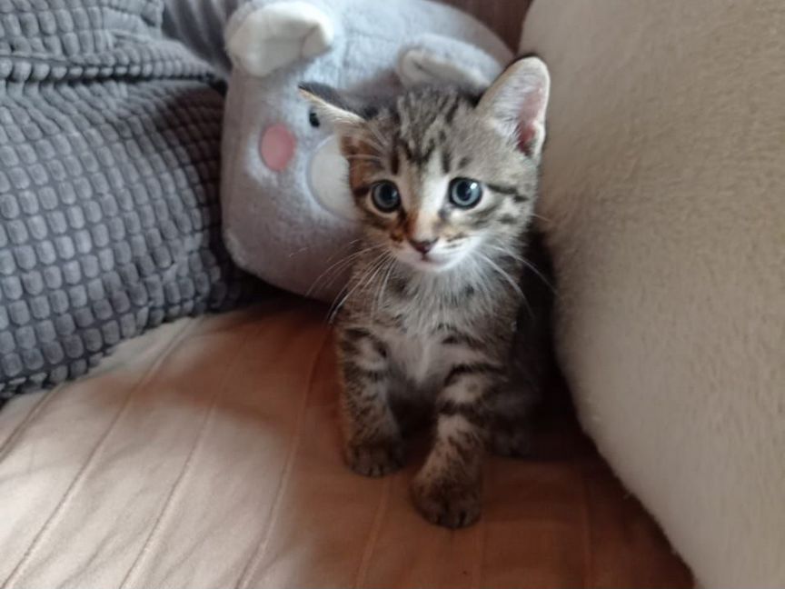Отдам котят в добрые руки (рыженькие забронированы