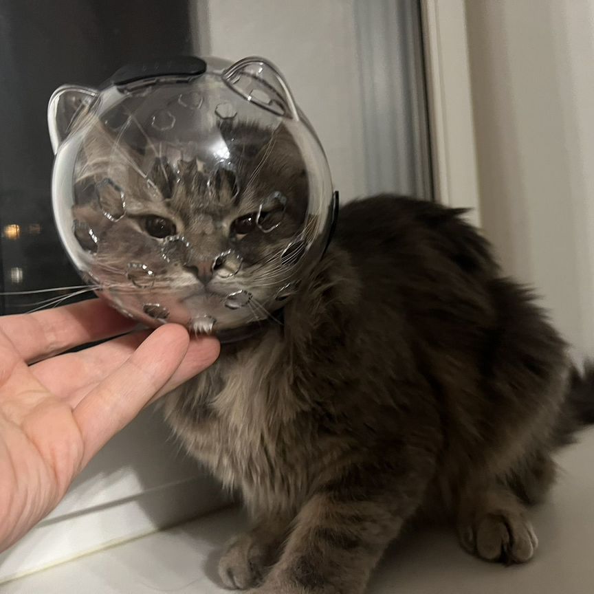 Шар для груминга котиков. Антикусь