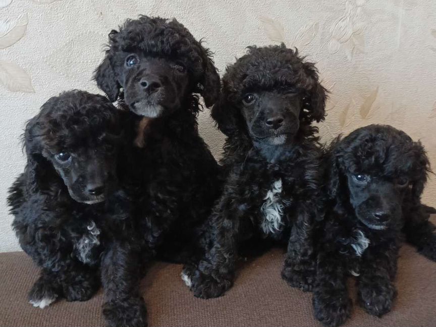 Щенки карликового пуделя