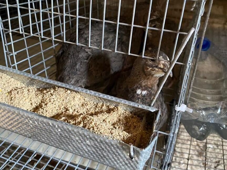 Перепела несушки