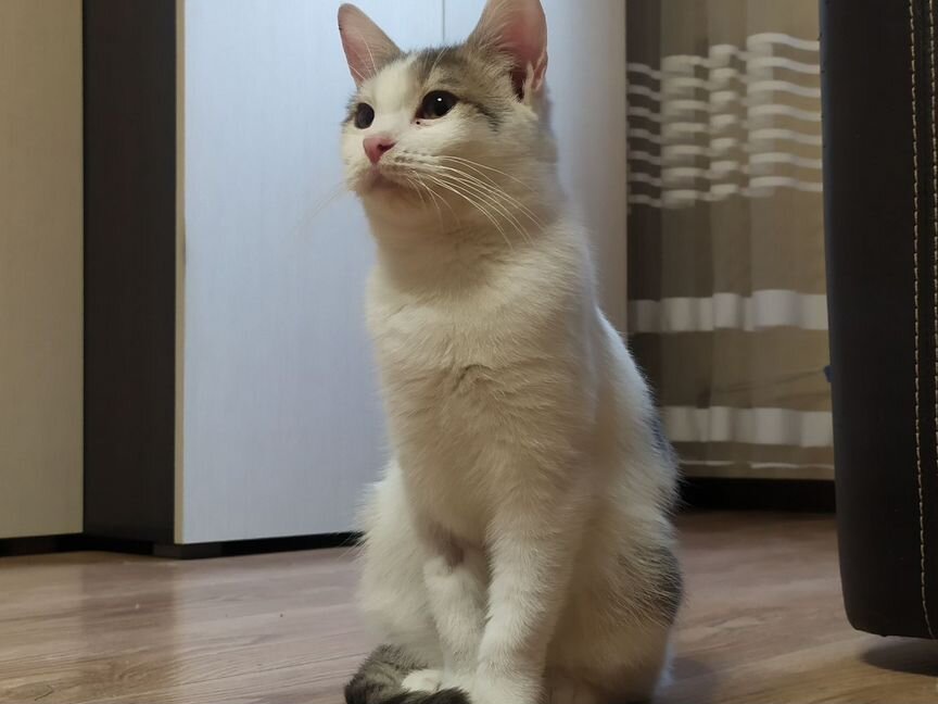 Кошечка стерилизованная