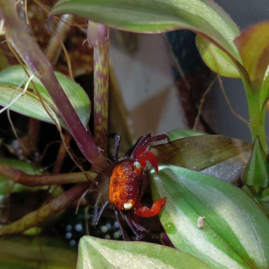 Крабик аквариумный