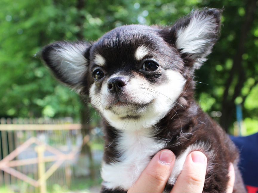 Обаятельный мальчик чихуахуа ищет семью